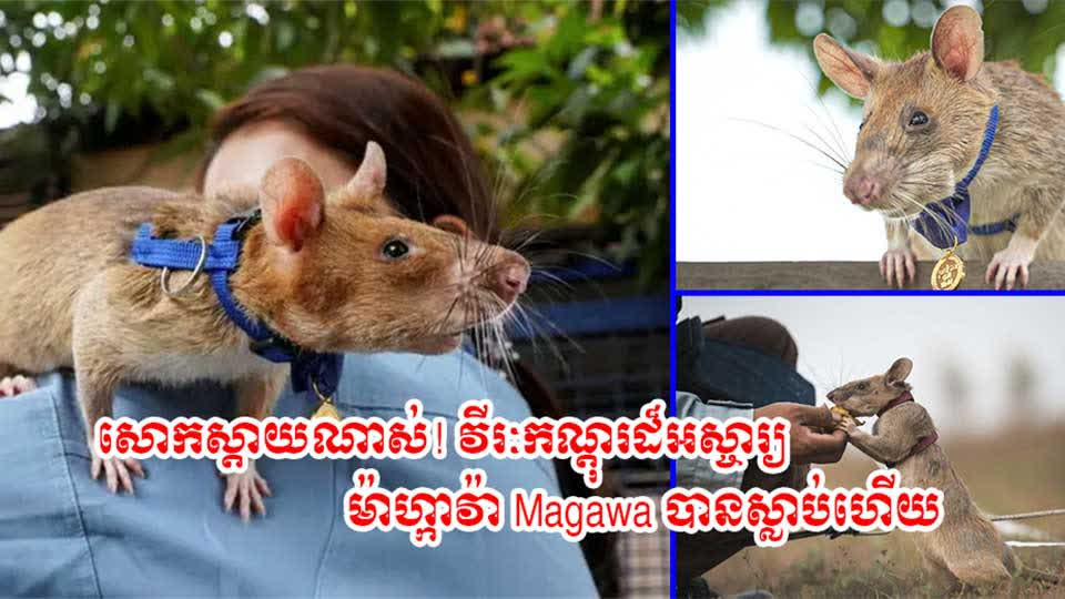 សោកស្តាយណាស់! វីរកណ្តុរដ៏អស្ចារ្យ ម៉ាហ្កាវ៉ា (Magawa ...