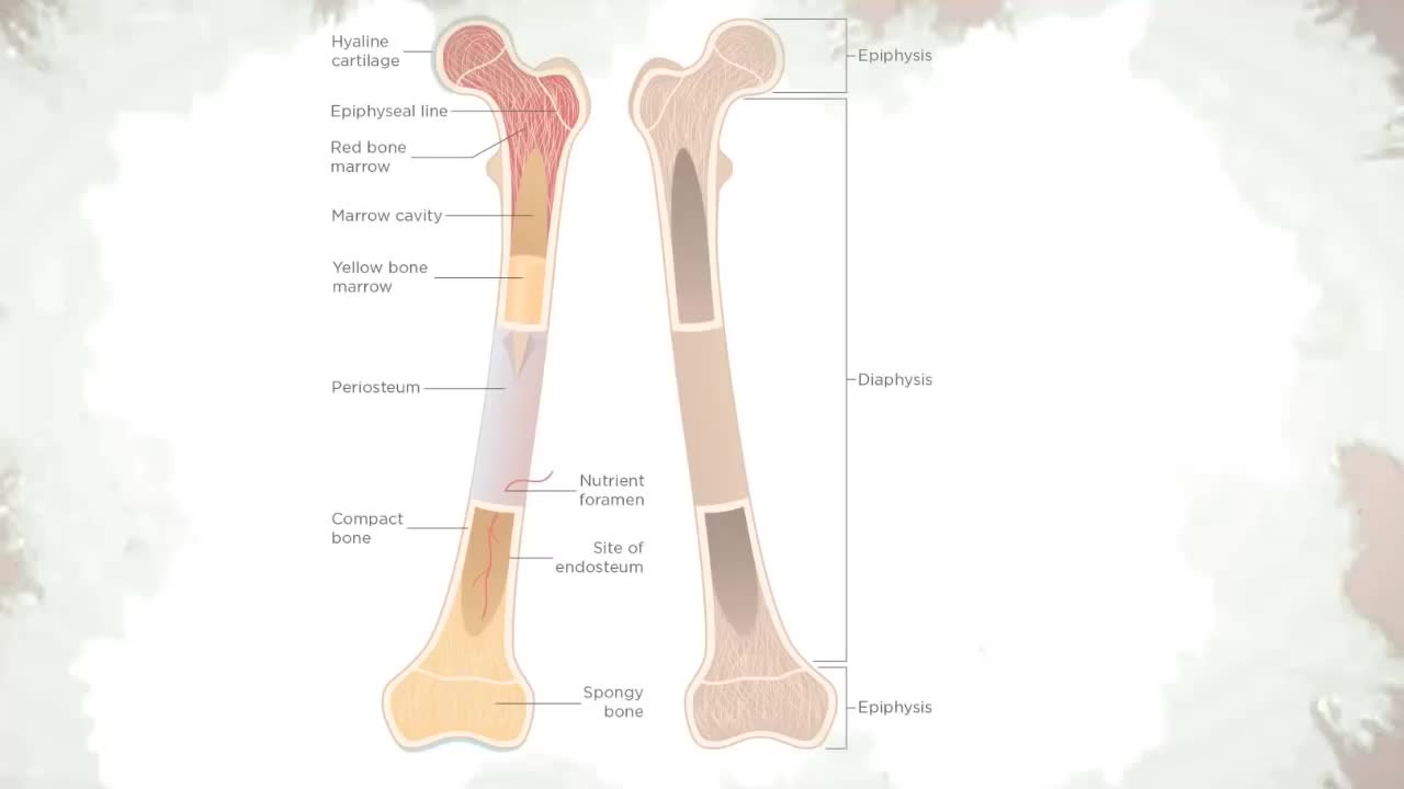 ឆ្អឹង (សុខភាពឆ្អឹង) - TNAOT