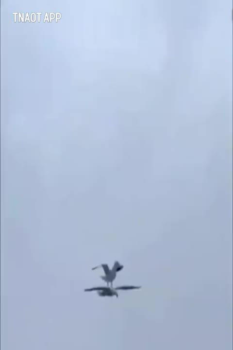 សត្វនេះ ជិះពីលើគេទៀត - TNAOT