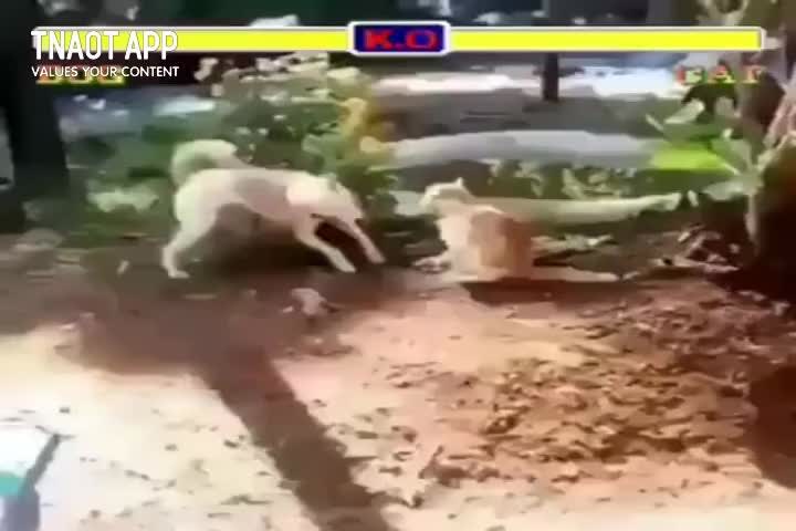 ឆ្កែ Vs. ឆ្មា - ប្រយុទ្ធ! - TNAOT