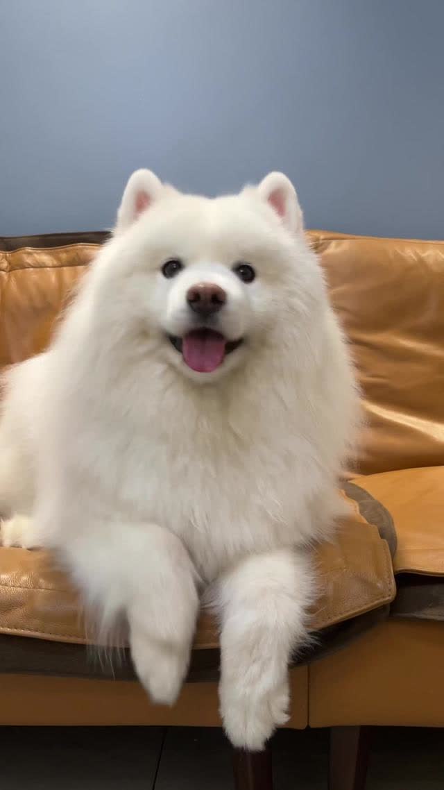 这修狗好优雅啊 抓到一只爱搭手手的萨摩猪 - 柬埔寨头条