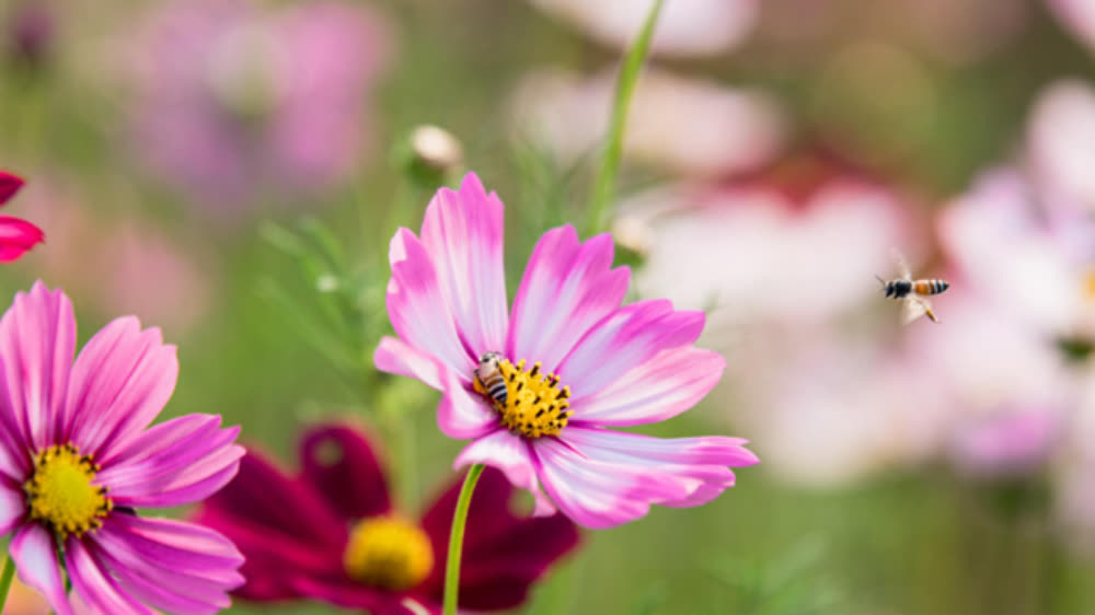 ទៅសៀមរាបអត់ចូល សួនផ្កាភ្នំគូលេនម៉េចស្ទាវ!!! - TNAOT